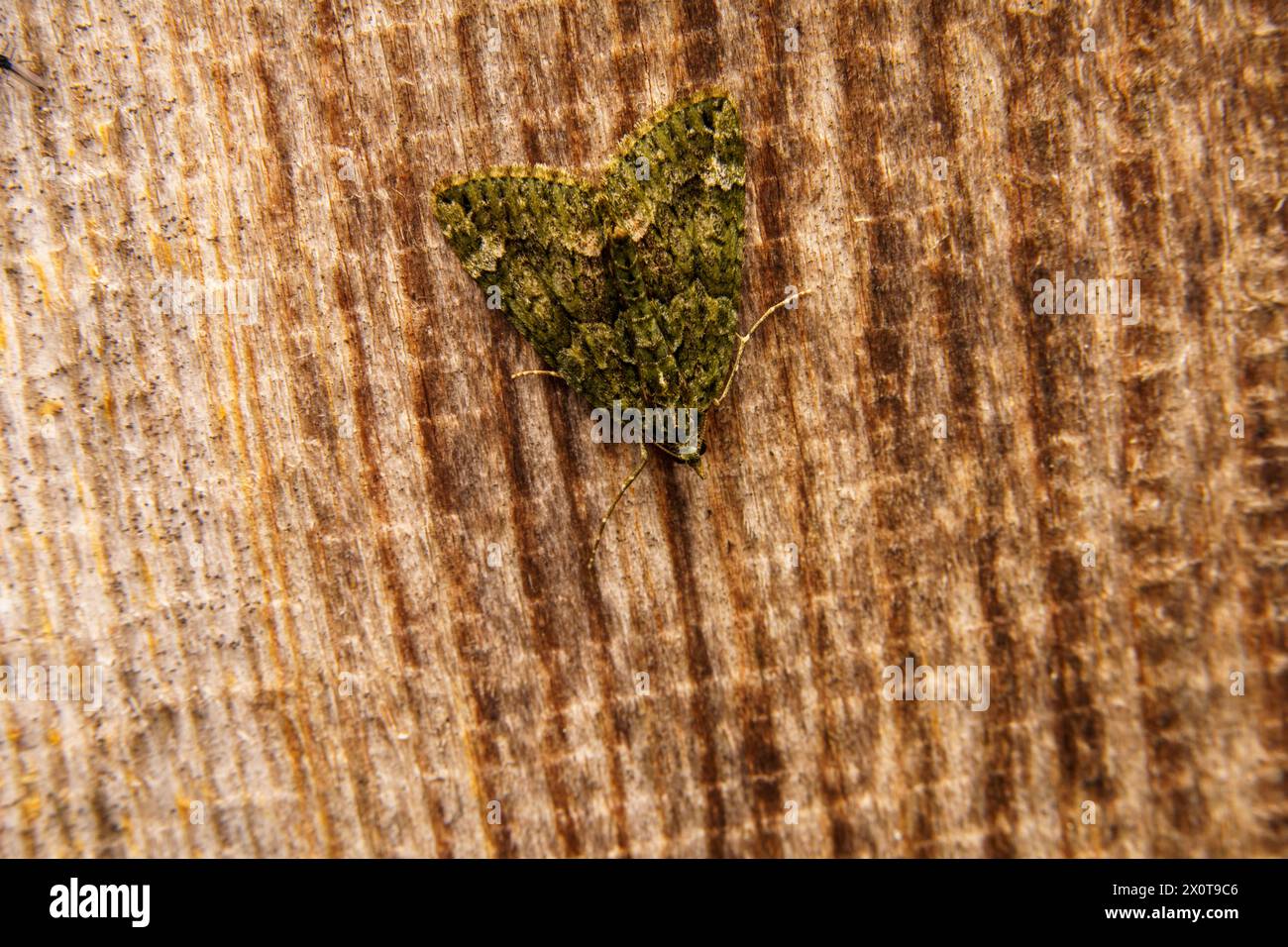 Chloroclysta siterata Family Geometridae Genus Chloroclysta Red-green ...