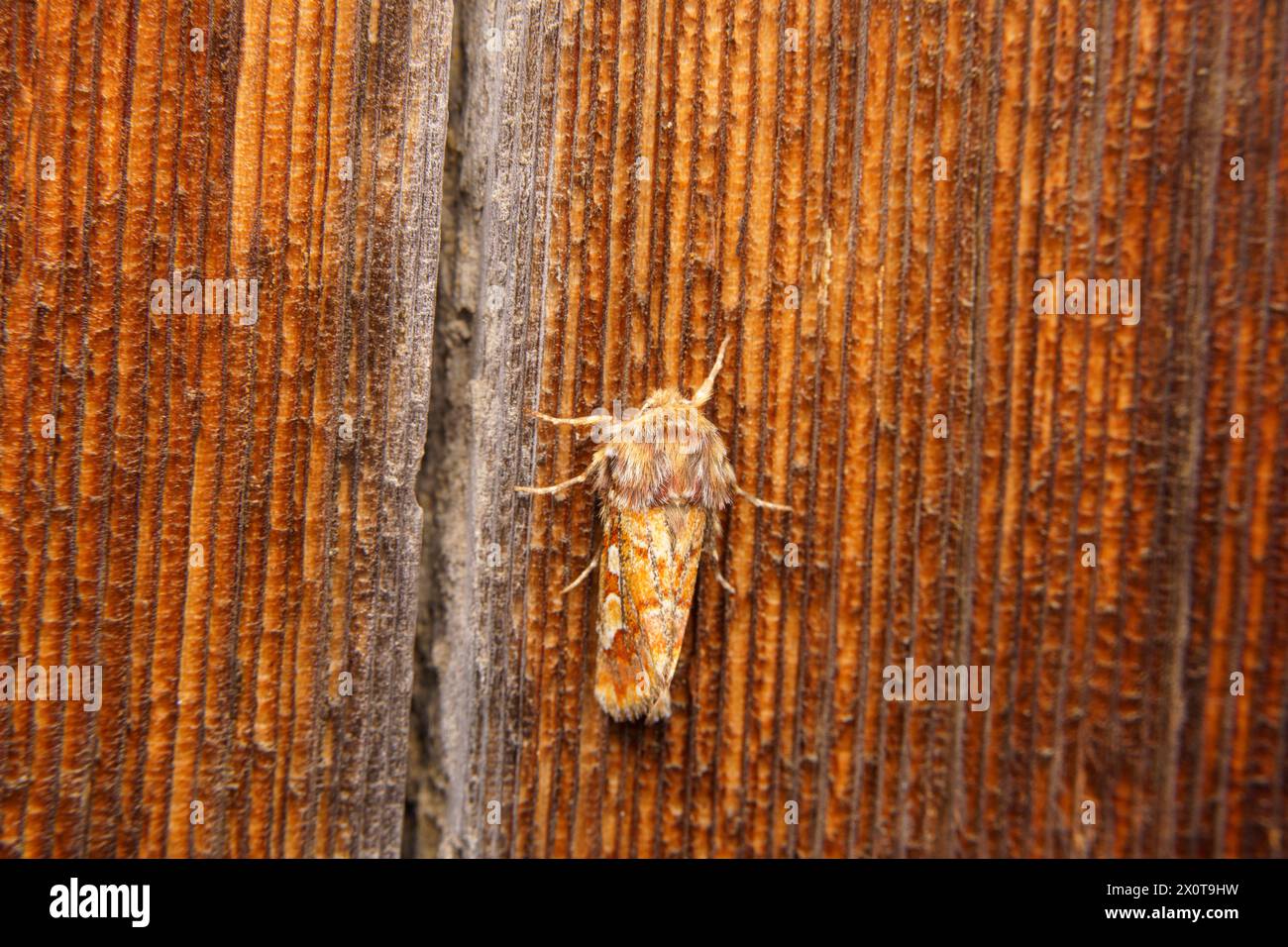 Panolis flammea Family Noctuidae Genus Panolis Pine beauty moth wild ...