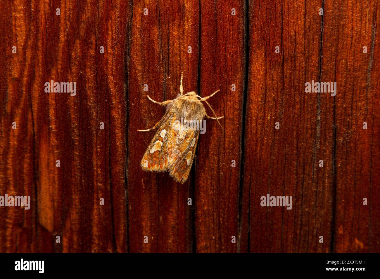 Panolis flammea Family Noctuidae Genus Panolis Pine beauty moth wild ...