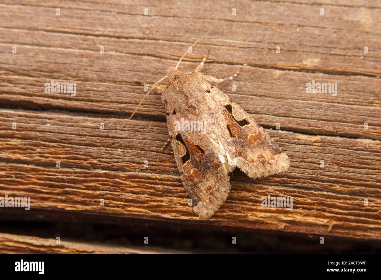 Orthosia gothica Family Noctuidae Genus Orthosia Hebrew character moth ...