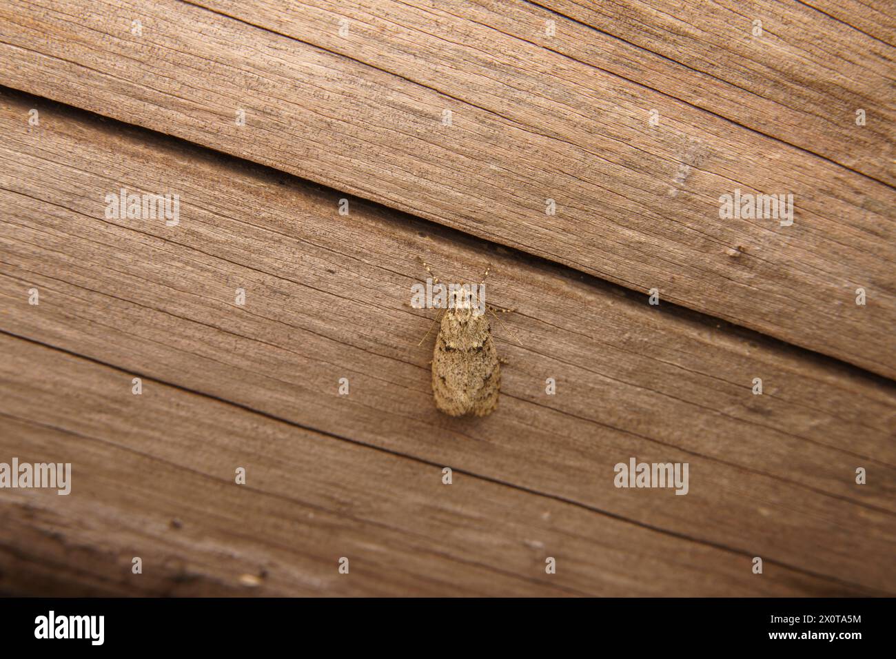 Family lypusidae hi-res stock photography and images - Alamy