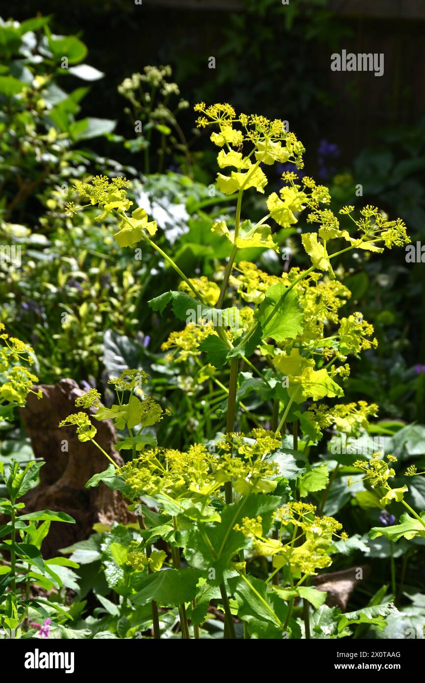 acid yellow spring flowers of Smyrnium perfoliatum in UK garden April ...
