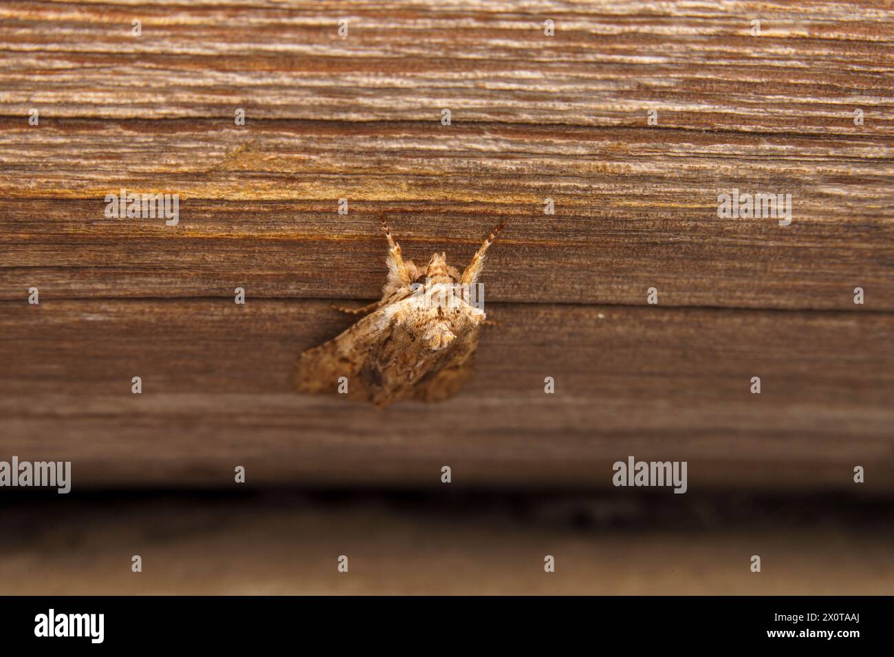 Lithophane socia Family Noctuidae Genus Lithophane Pale pinion moth ...