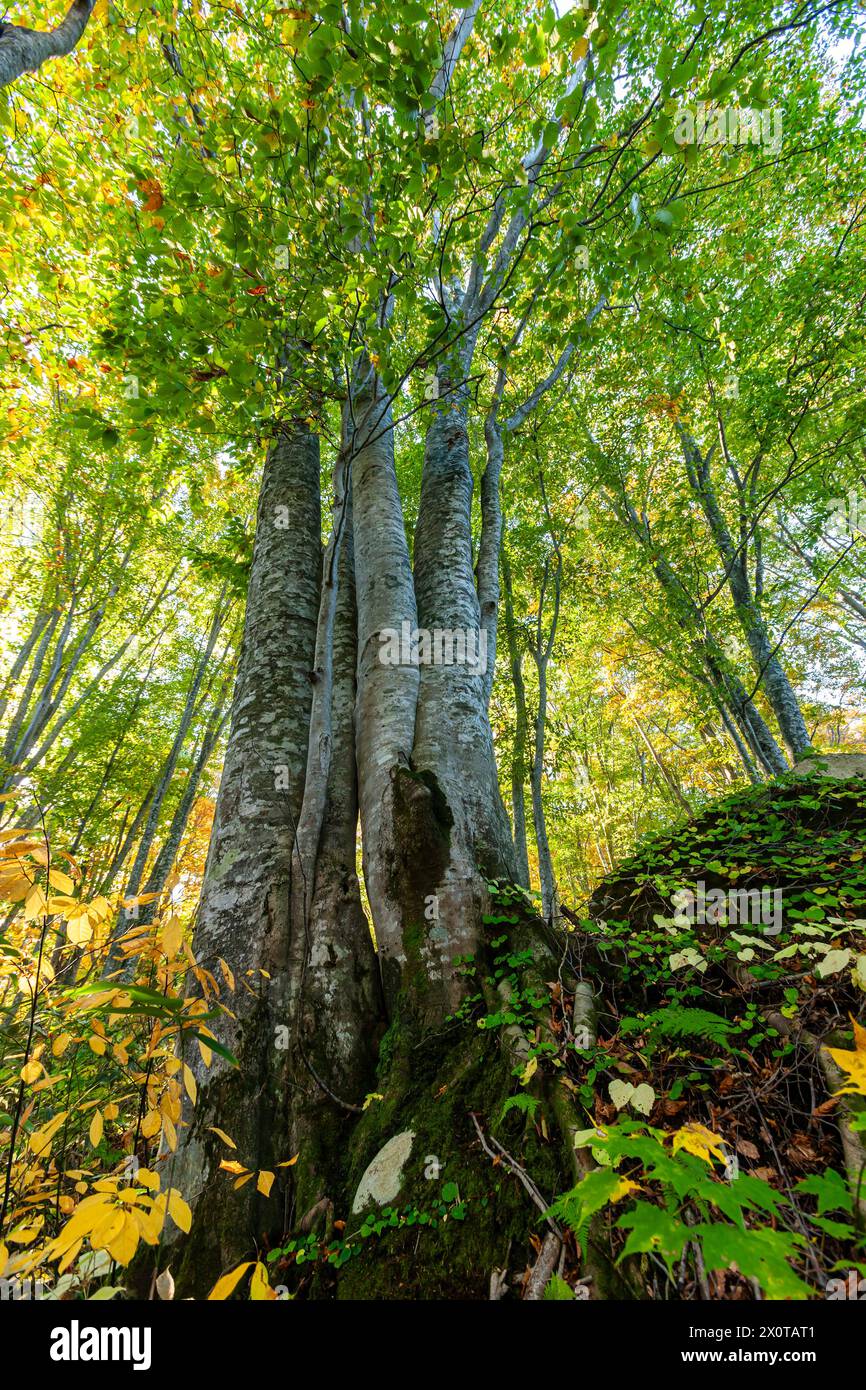 Mount Hachimantai, Beech forest, autumn foliage, Kazuno city, Akita ...