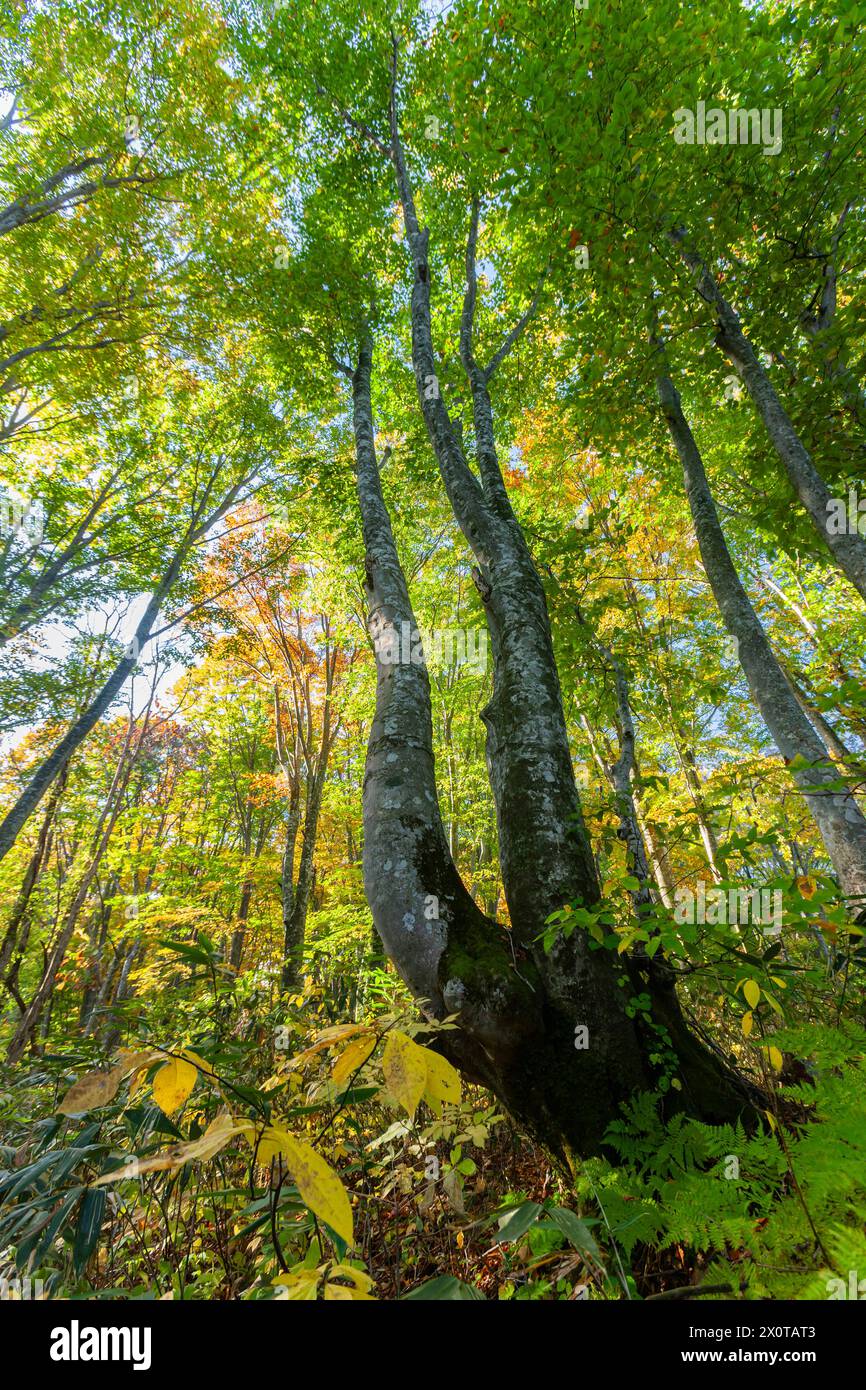 Mount Hachimantai, Beech forest, autumn foliage, Kazuno city, Akita, Japan, East Asia, Asia ...