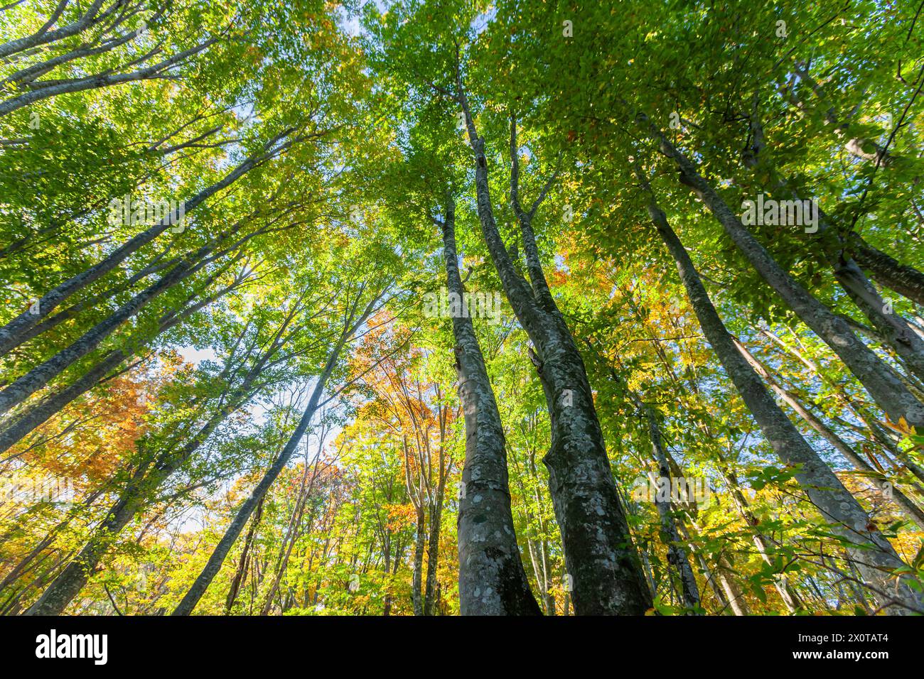 Mount Hachimantai, Beech forest, autumn foliage, Kazuno city, Akita ...