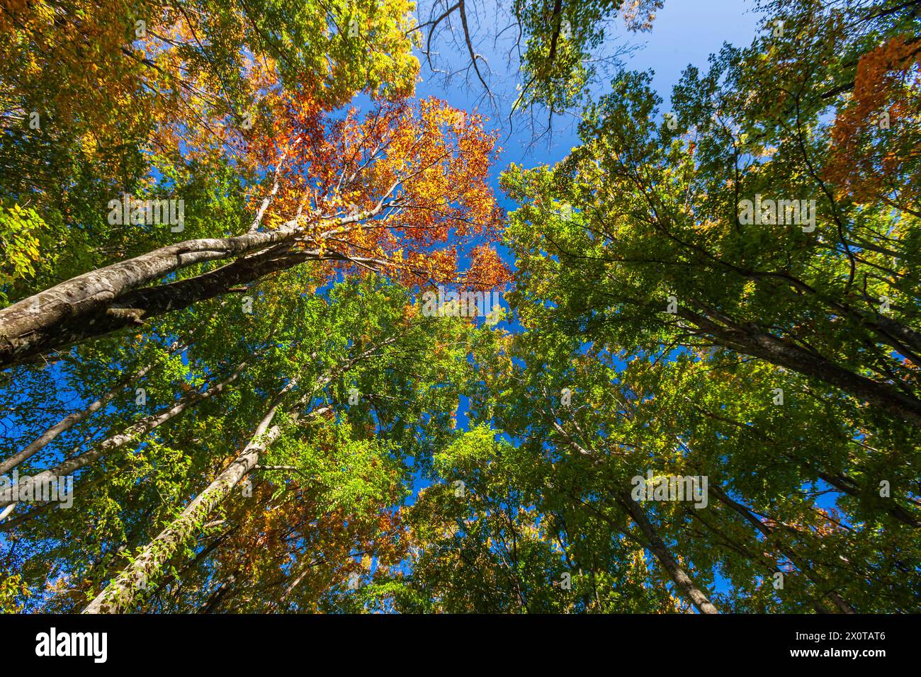 Mount Hachimantai, autumn foliage, Kazuno city, Akita, Japan, East Asia ...