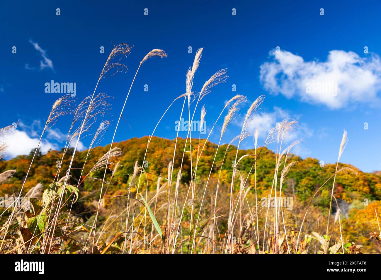 Mount Hachimantai, pampas grass, autumn foliage, Kazuno city, Akita ...