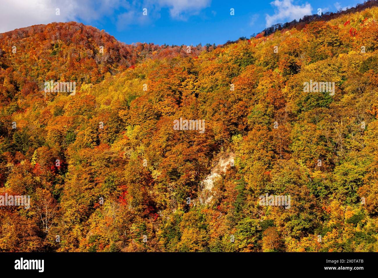 Mount Hachimantai, autumn foliage, Kazuno city, Akita, Japan, East Asia ...
