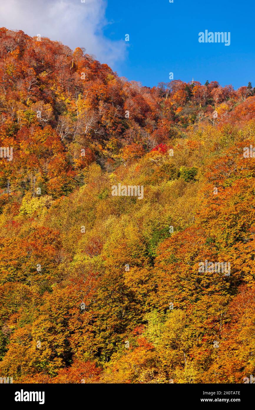 Mount Hachimantai, autumn foliage, Kazuno city, Akita, Japan, East Asia ...