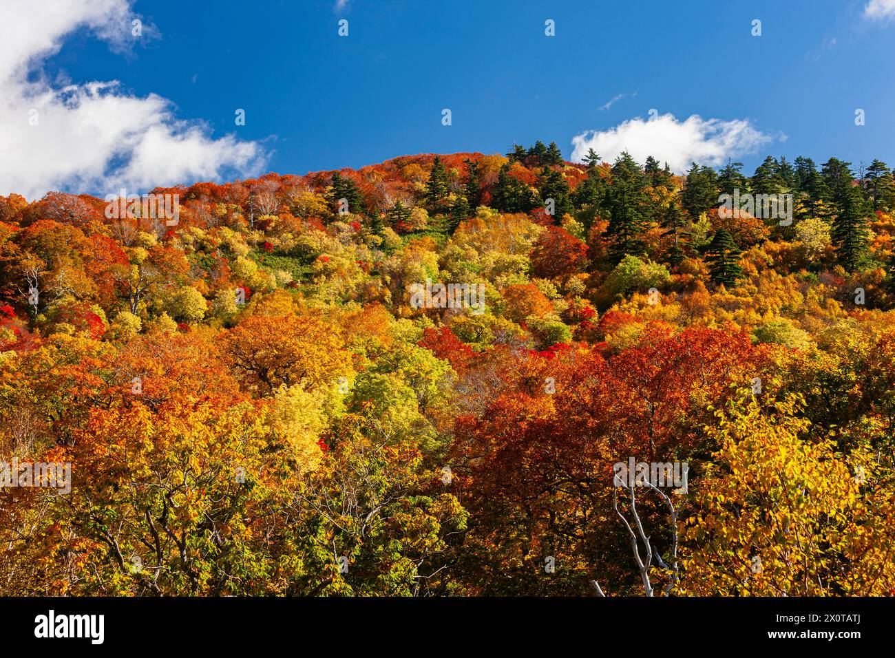 Mount Hachimantai, autumn foliage, Kazuno city, Akita, Japan, East Asia ...