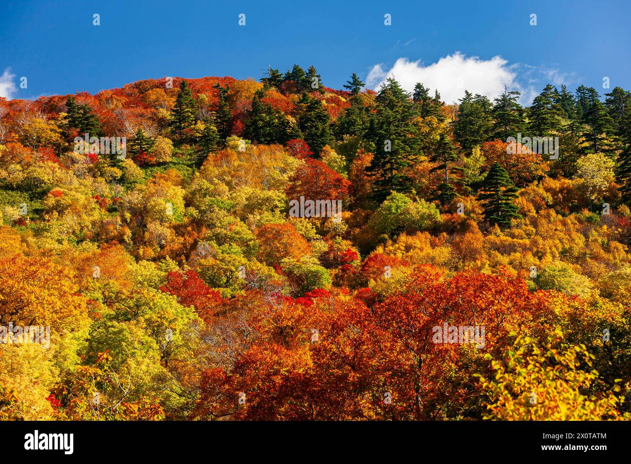 Mount Hachimantai, autumn foliage, Kazuno city, Akita, Japan, East Asia ...