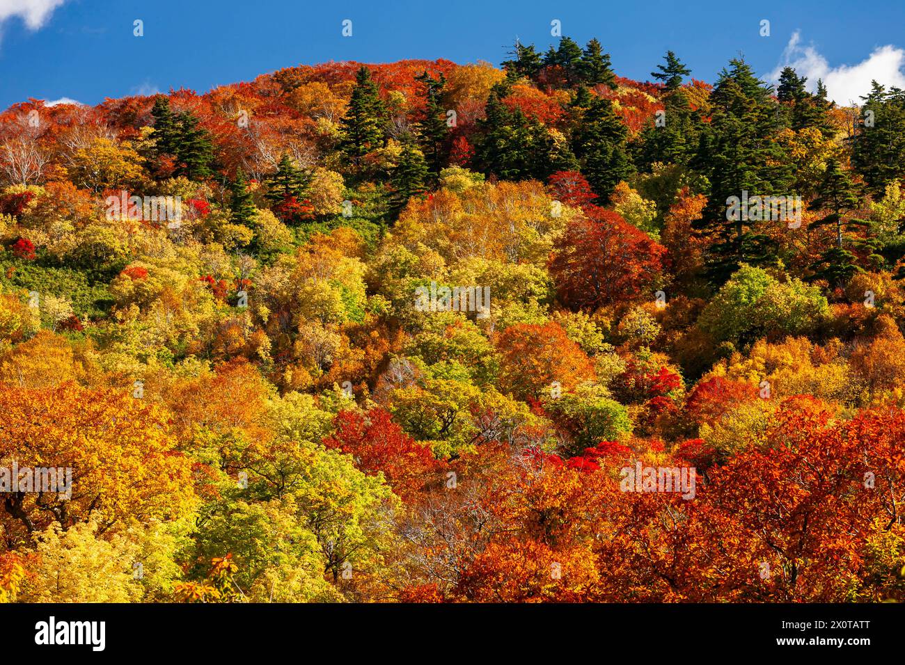 Mount Hachimantai, autumn foliage, Kazuno city, Akita, Japan, East Asia ...