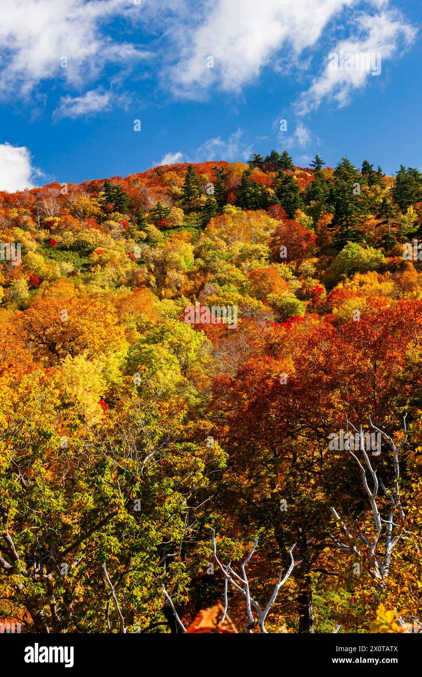 Mount Hachimantai, autumn foliage, Kazuno city, Akita, Japan, East Asia ...
