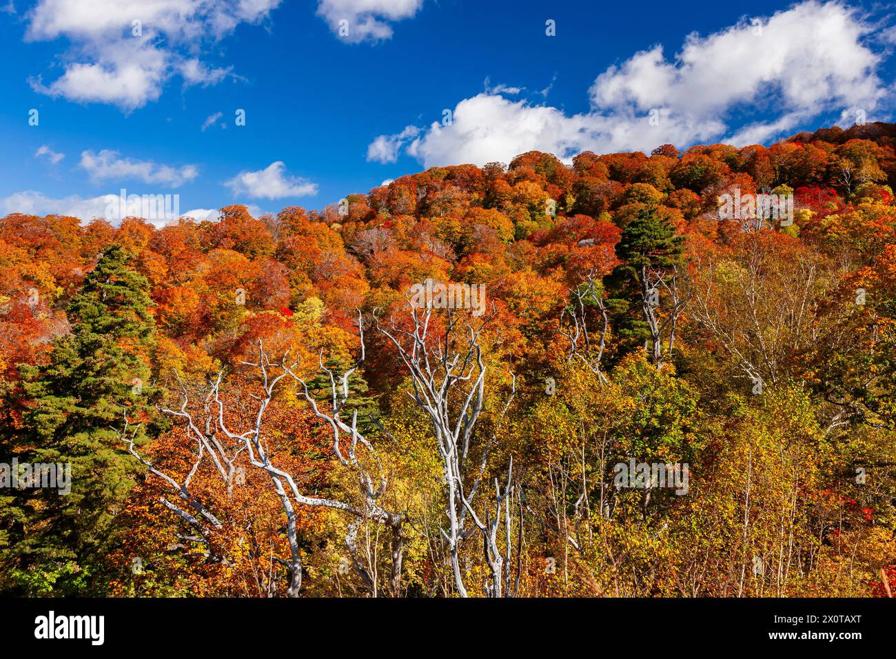 Mount Hachimantai, autumn foliage, Kazuno city, Akita, Japan, East Asia ...