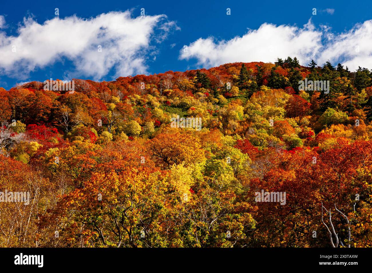 Mount Hachimantai, autumn foliage, Kazuno city, Akita, Japan, East Asia ...