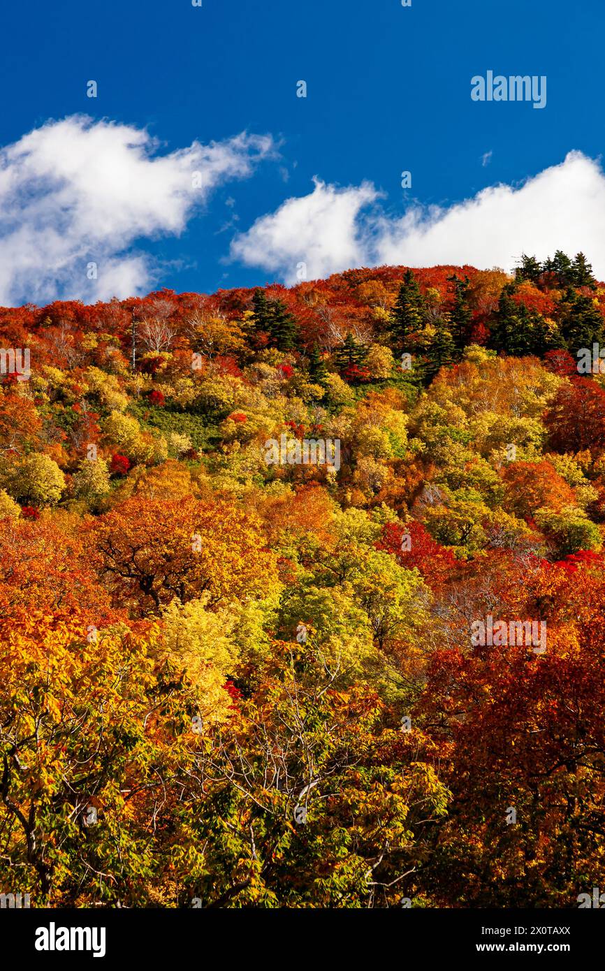 Mount Hachimantai, autumn foliage, Kazuno city, Akita, Japan, East Asia ...