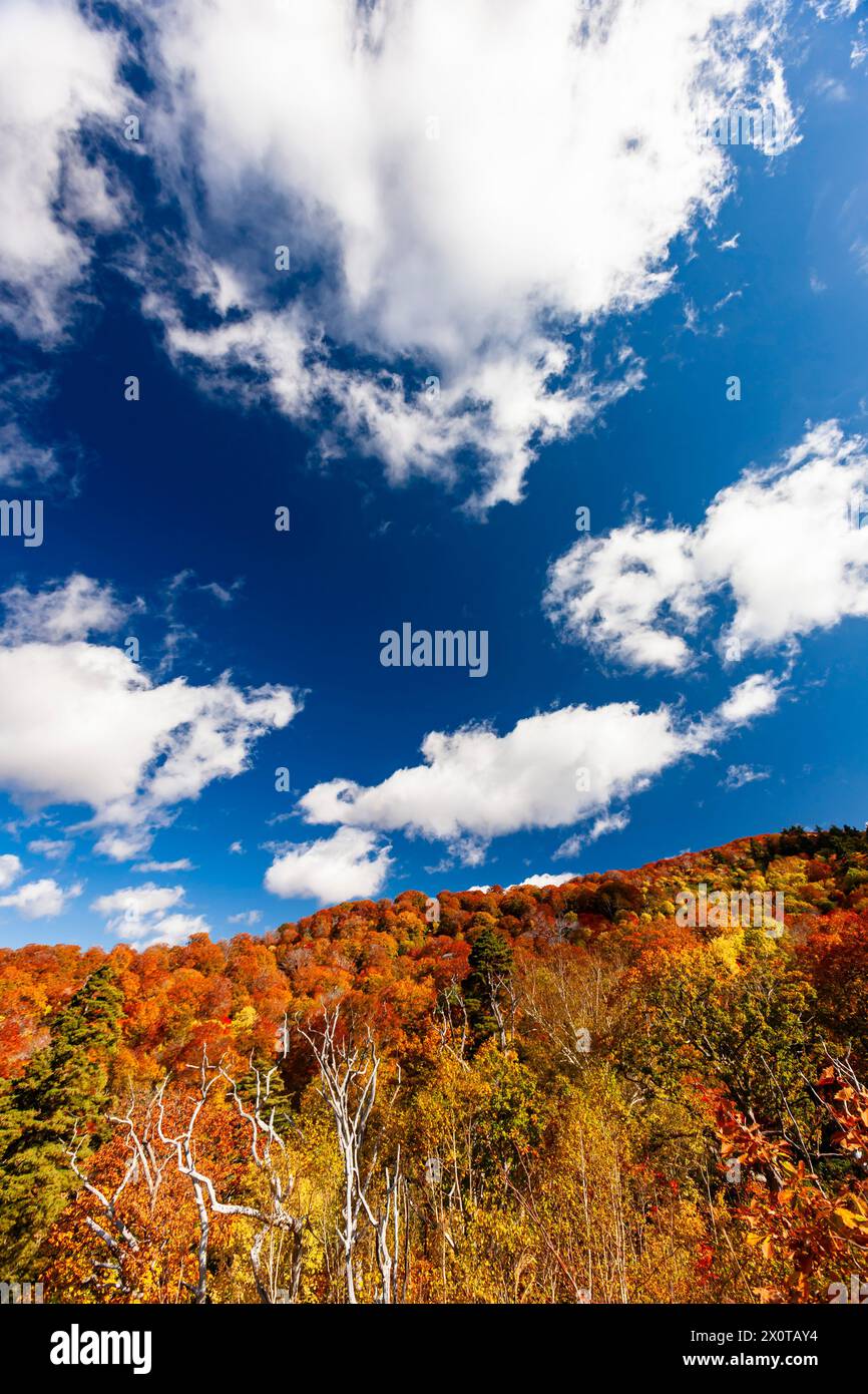 Mount Hachimantai, autumn foliage, Kazuno city, Akita, Japan, East Asia ...
