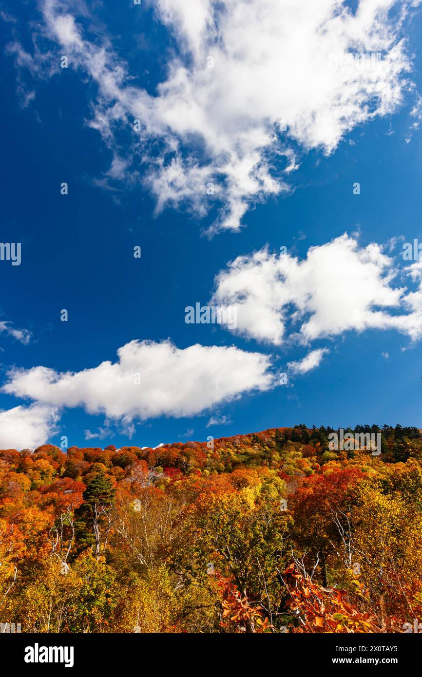Mount Hachimantai, autumn foliage, Kazuno city, Akita, Japan, East Asia ...