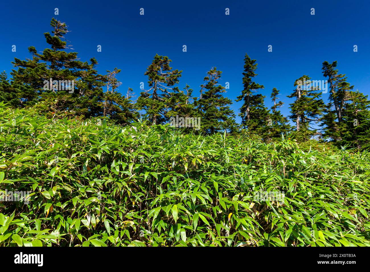 Mount Hachimantai, grasses, Maries fir trees, Hachimantai city, Iwate ...