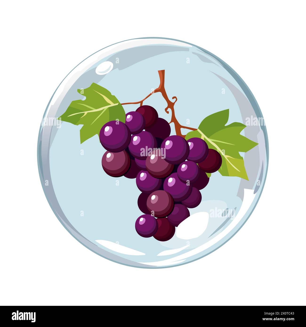Healthy black grape in air bubble. Isolated vector illustration on ...