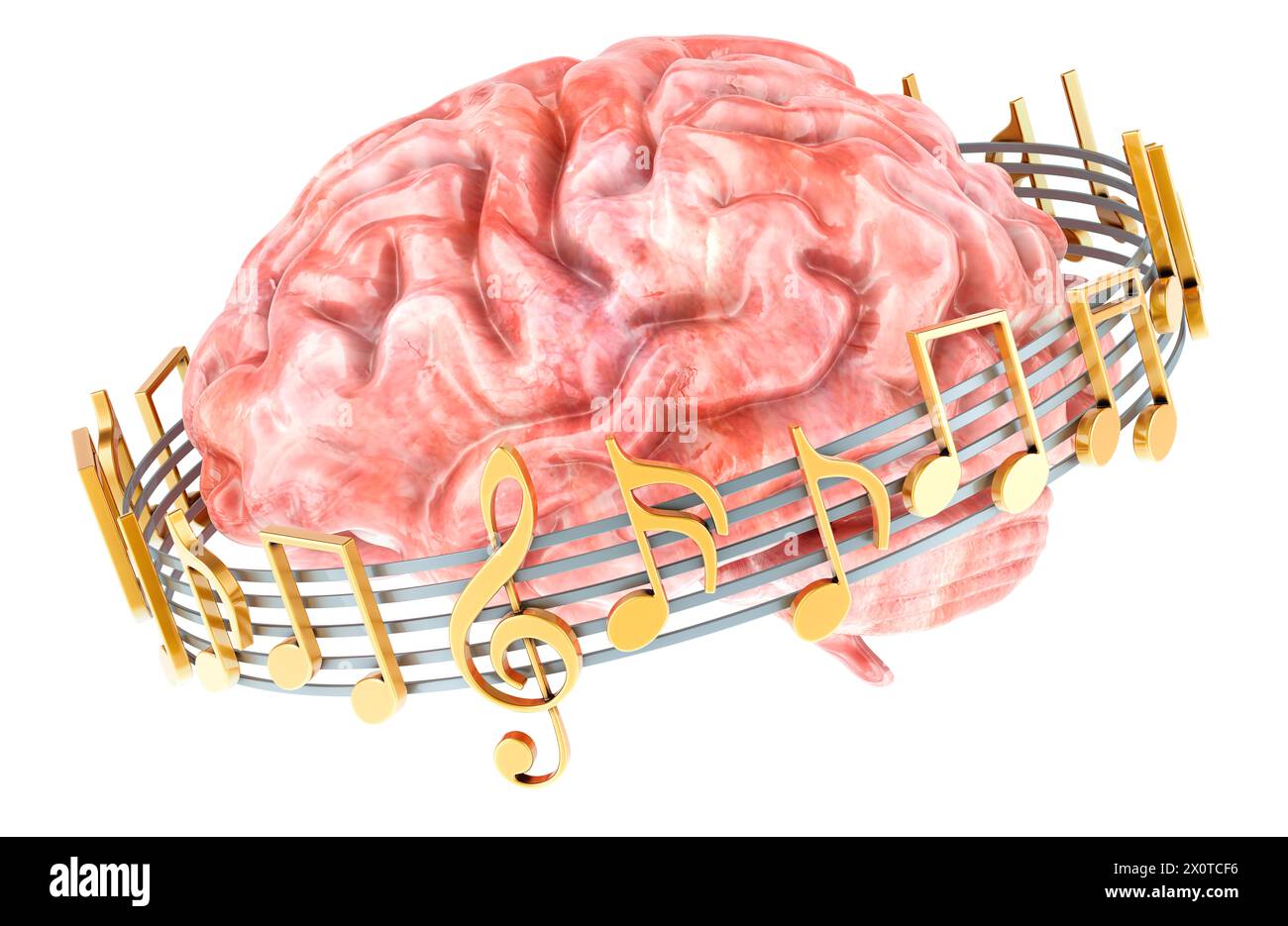 Human Brain with music notes around, 3D rendering isolated on white ...