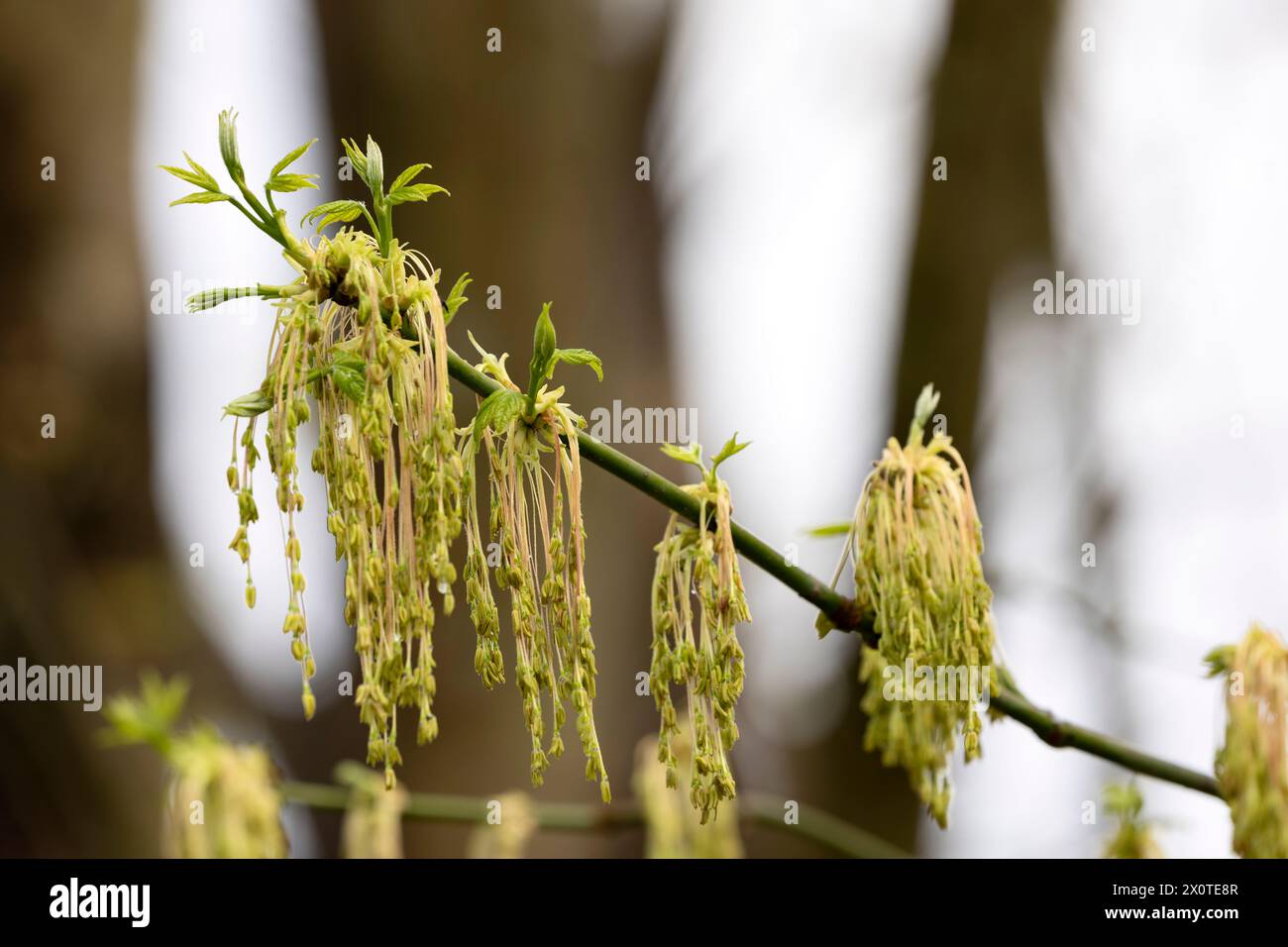 Ashleaf maple hi-res stock photography and images - Alamy
