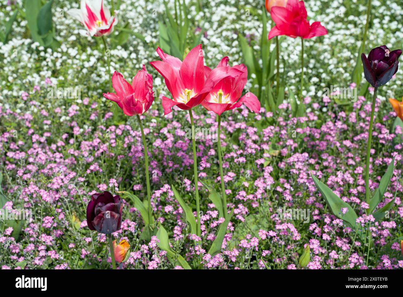 Multi-coloured tulips surrounded by wild plants in a garden display in ...
