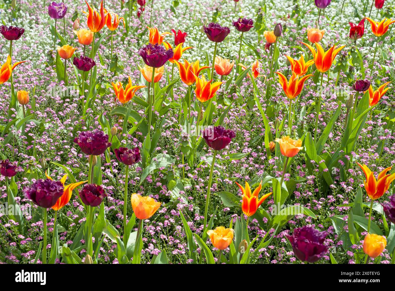 Purple tulip blooms in sun hi-res stock photography and images - Alamy