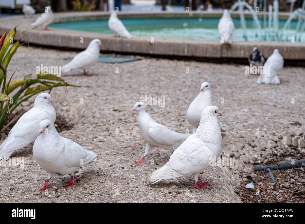 Group of white pigeons on gravel with a fountain in the background ...