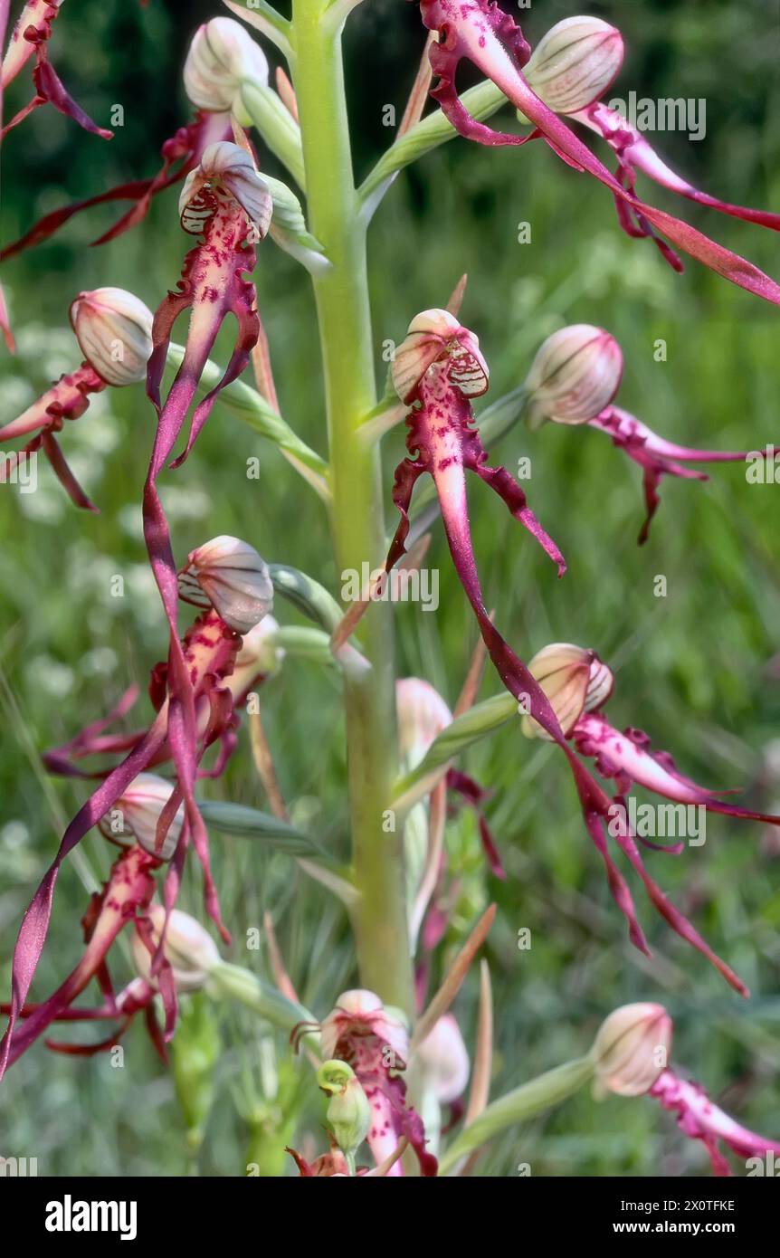 Adriatic lizard orchid (Himantoglossum adriaticum), Orchidaceae ...