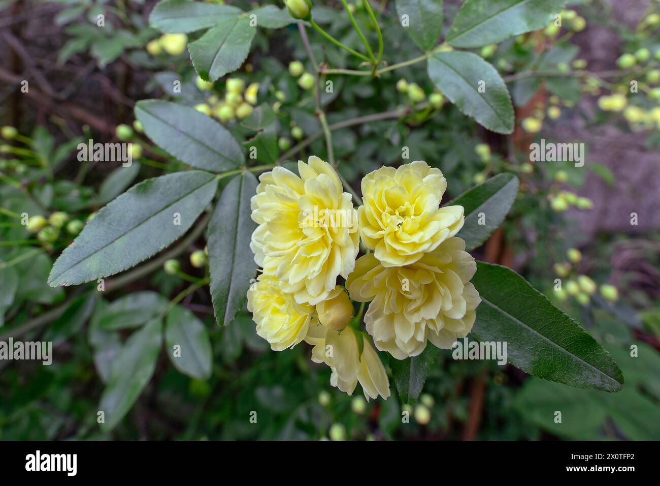 Lady banks rose hi-res stock photography and images - Alamy