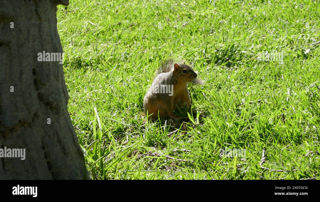 Hollywood, California, USA 9th April 2024 Squirrel at Hollywood Forever ...