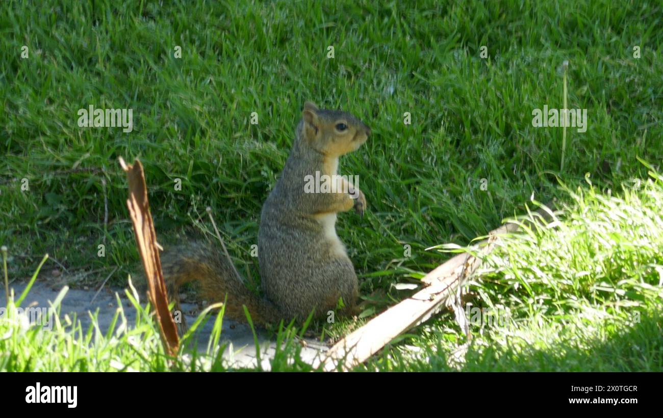 Hollywood, California, USA 9th April 2024 Squirrel at Hollywood Forever ...
