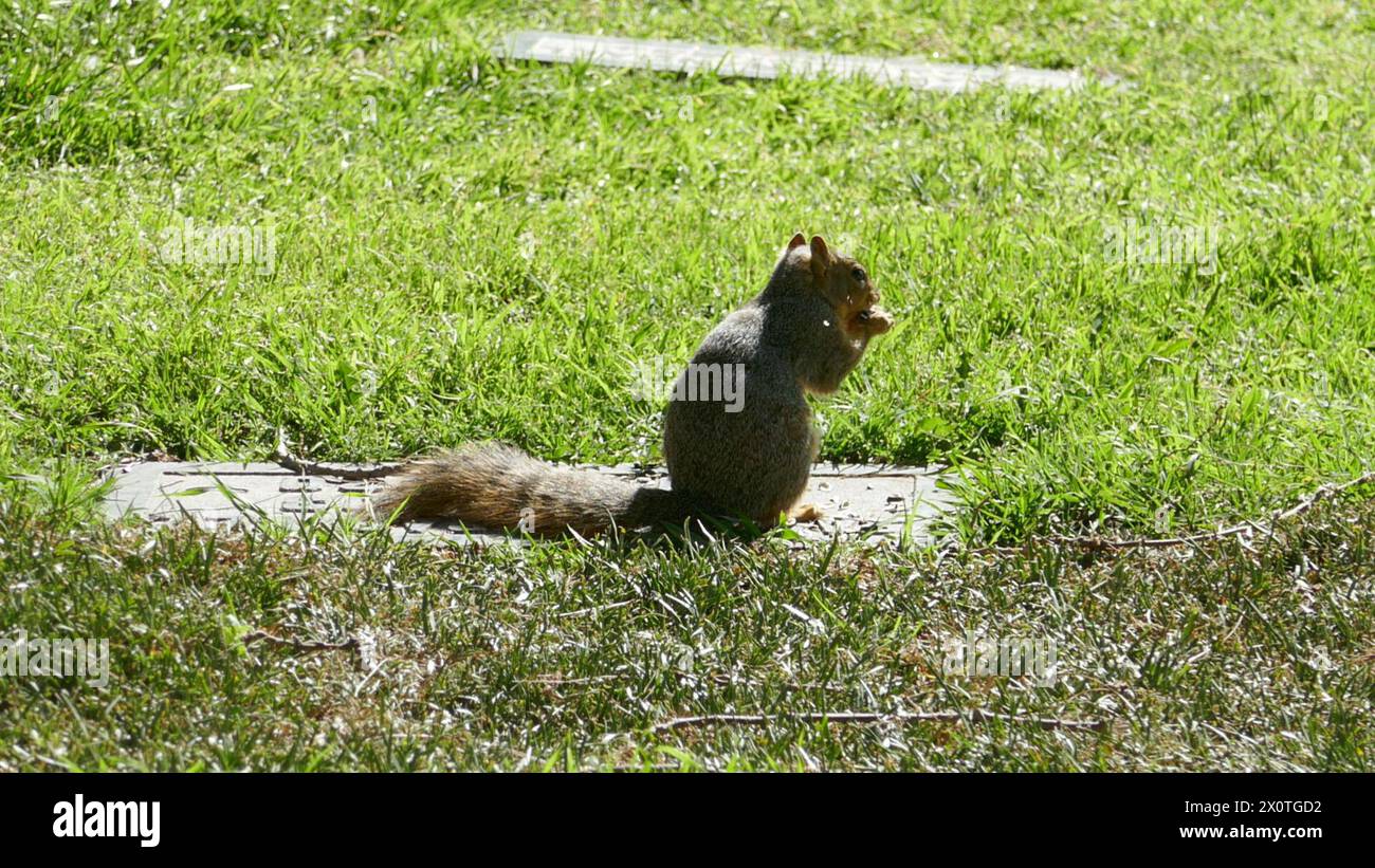 Hollywood, California, USA 9th April 2024 Squirrel at Hollywood Forever ...