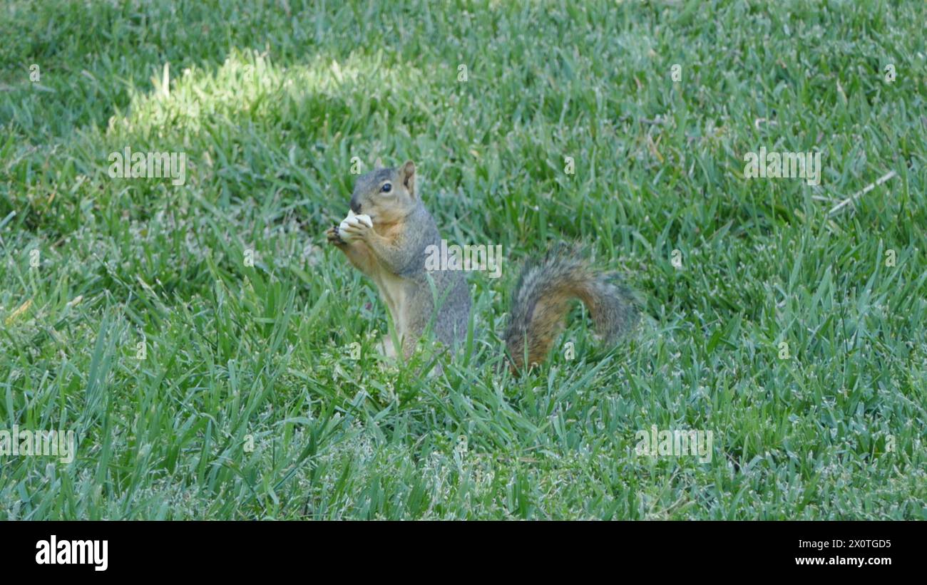 Hollywood, California, USA 9th April 2024 Squirrel at Hollywood Forever ...