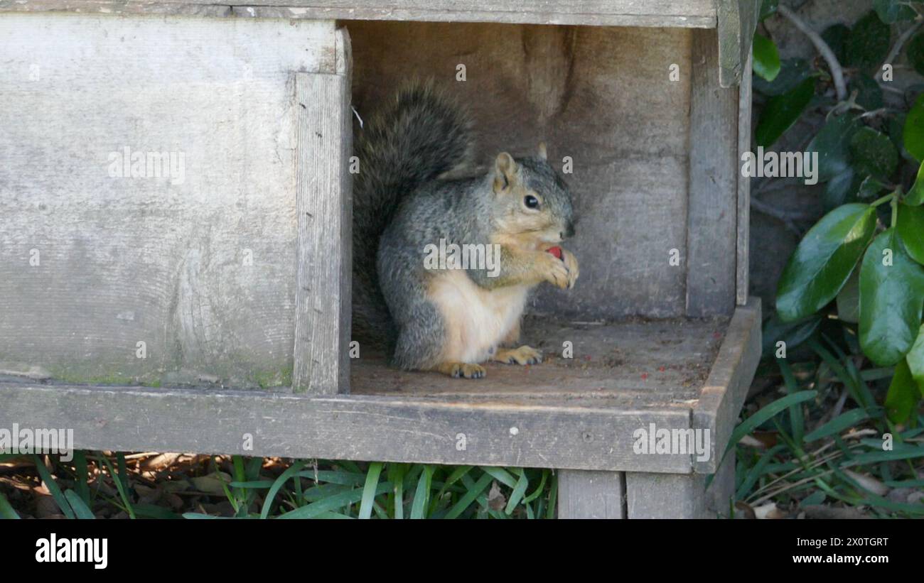 Hollywood, California, USA 9th April 2024 Squirrel at Hollywood Forever ...