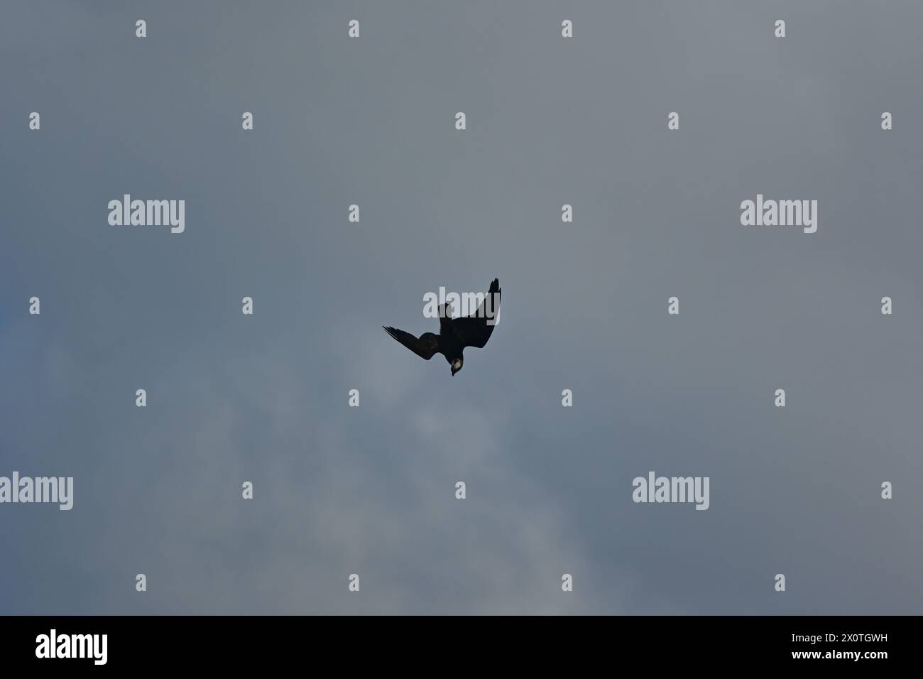 Osprey flying fish over river hi-res stock photography and images - Alamy