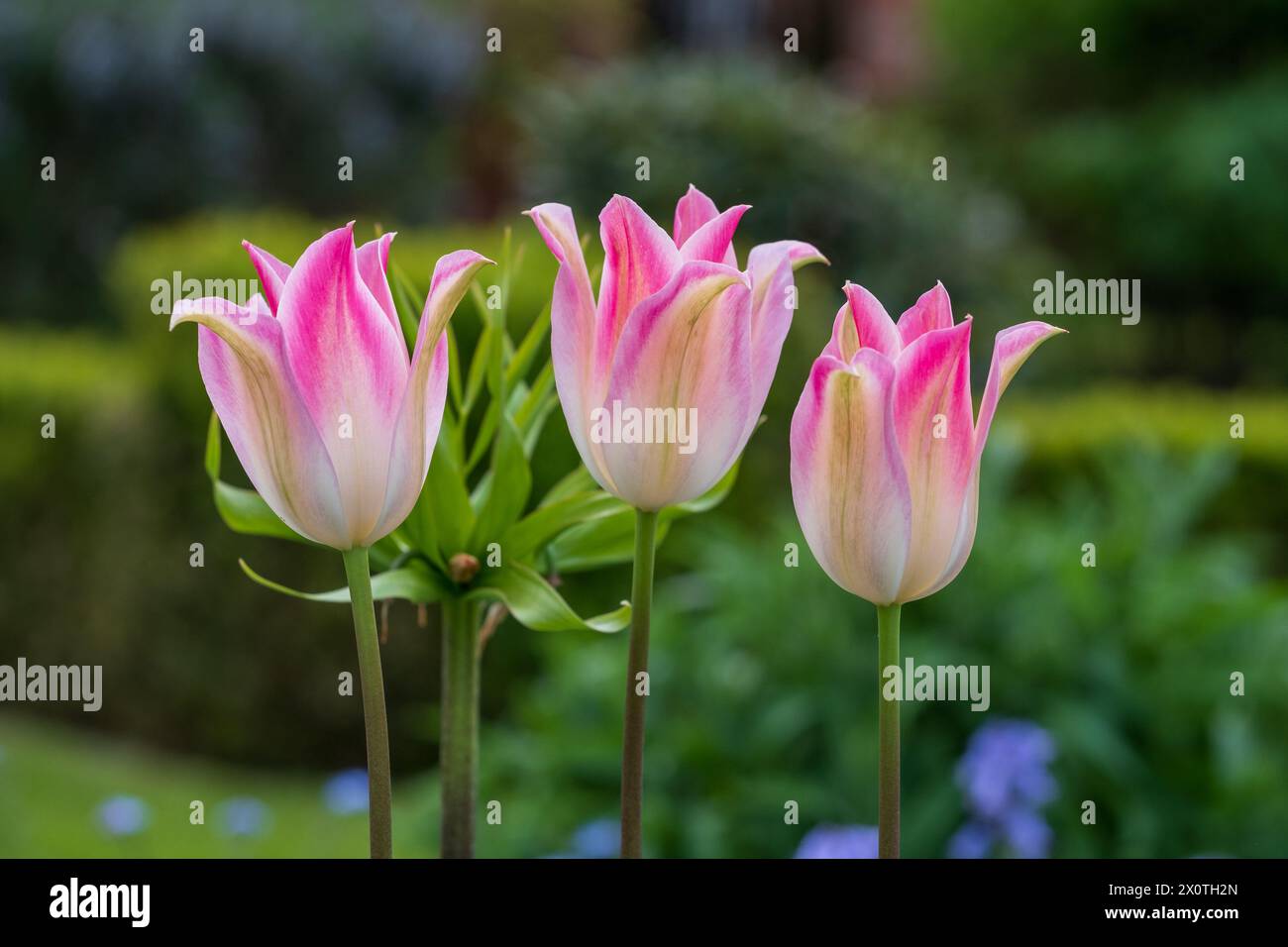 Stunning tulips amidst other spring flowers at Eastcote House Gardens ...