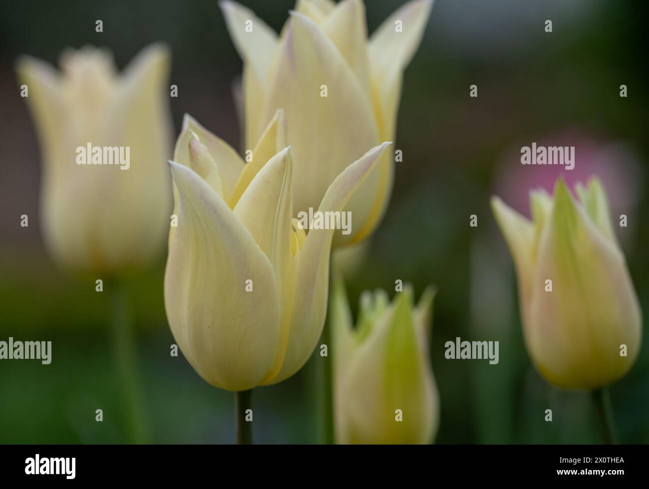 Stunning tulips amidst other spring flowers at Eastcote House Gardens ...