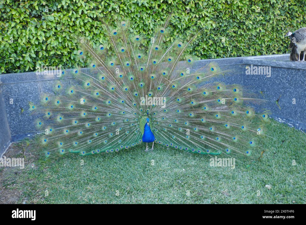 Hollywood, California, USA 9th April 2024 Peacock at Hollywood Forever ...