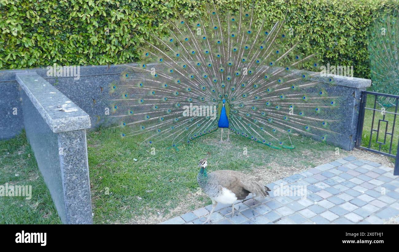Hollywood, California, USA 9th April 2024 Peacock with Feathers open at ...