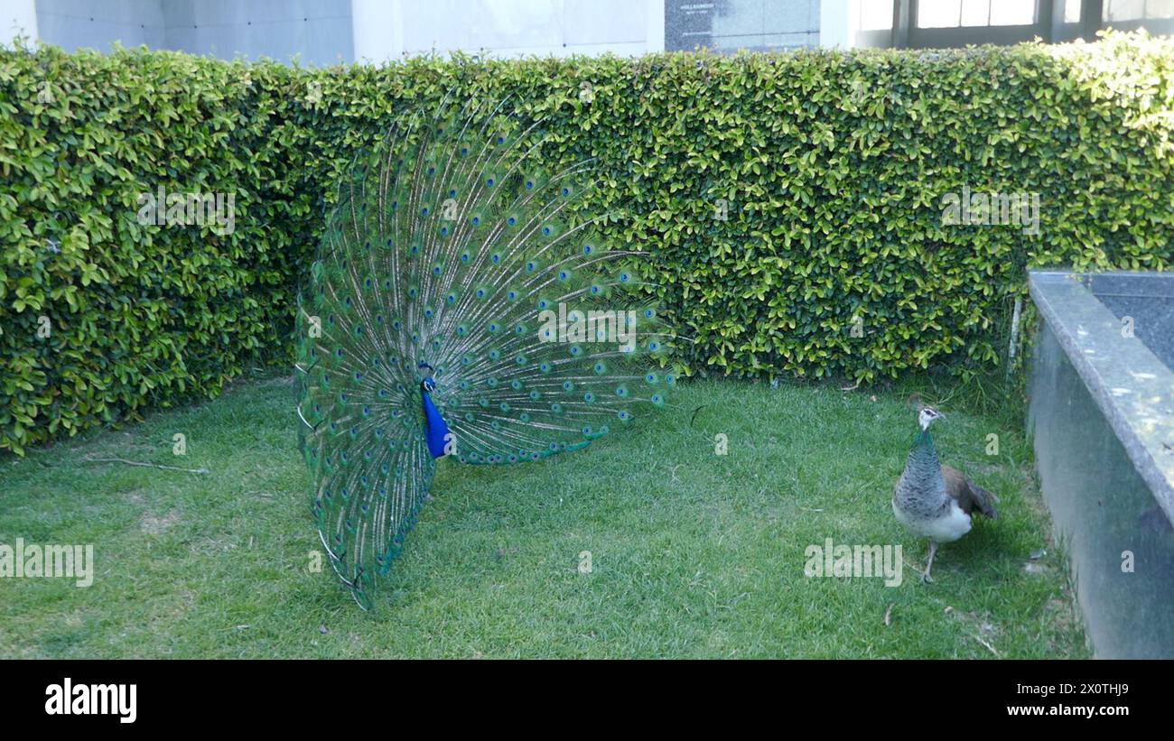 Hollywood, California, USA 9th April 2024 Peacocks at Hollywood Forever ...