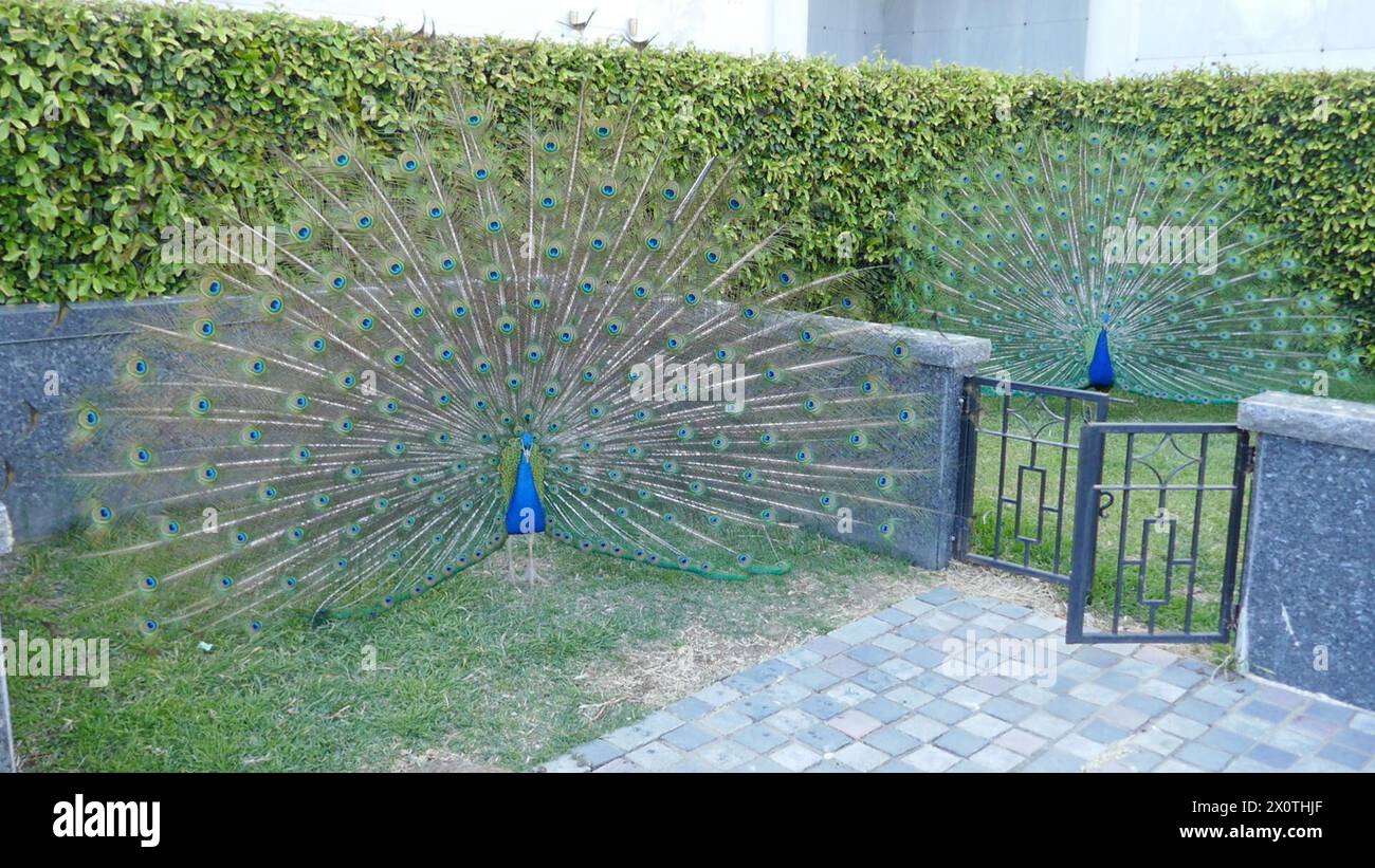 Hollywood, California, USA 9th April 2024 Peacock with Feathers open at ...