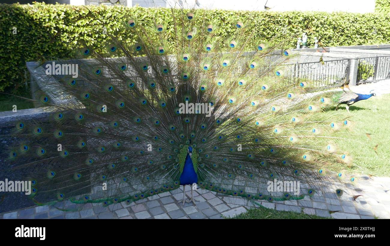 Hollywood, California, USA 9th April 2024 Peacock with Feathers open at ...