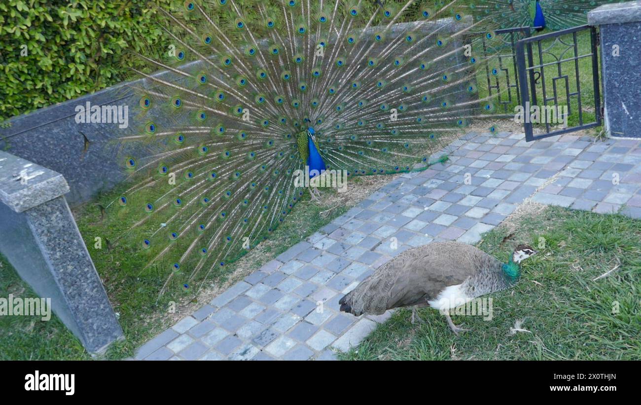 Hollywood, California, USA 9th April 2024 Peacock with Feathers open at ...