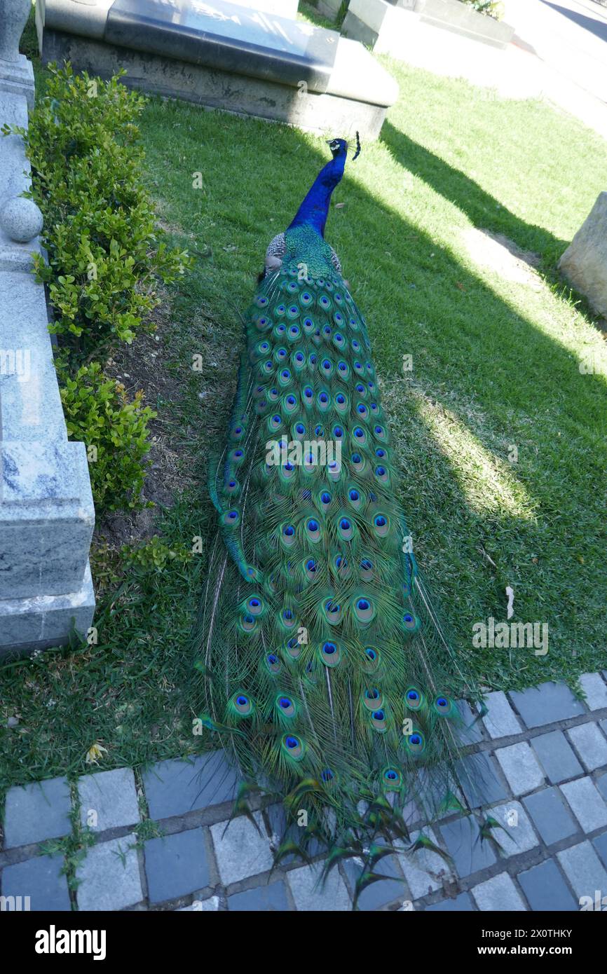 Hollywood, California, USA 9th April 2024 Peacock at Hollywood Forever ...