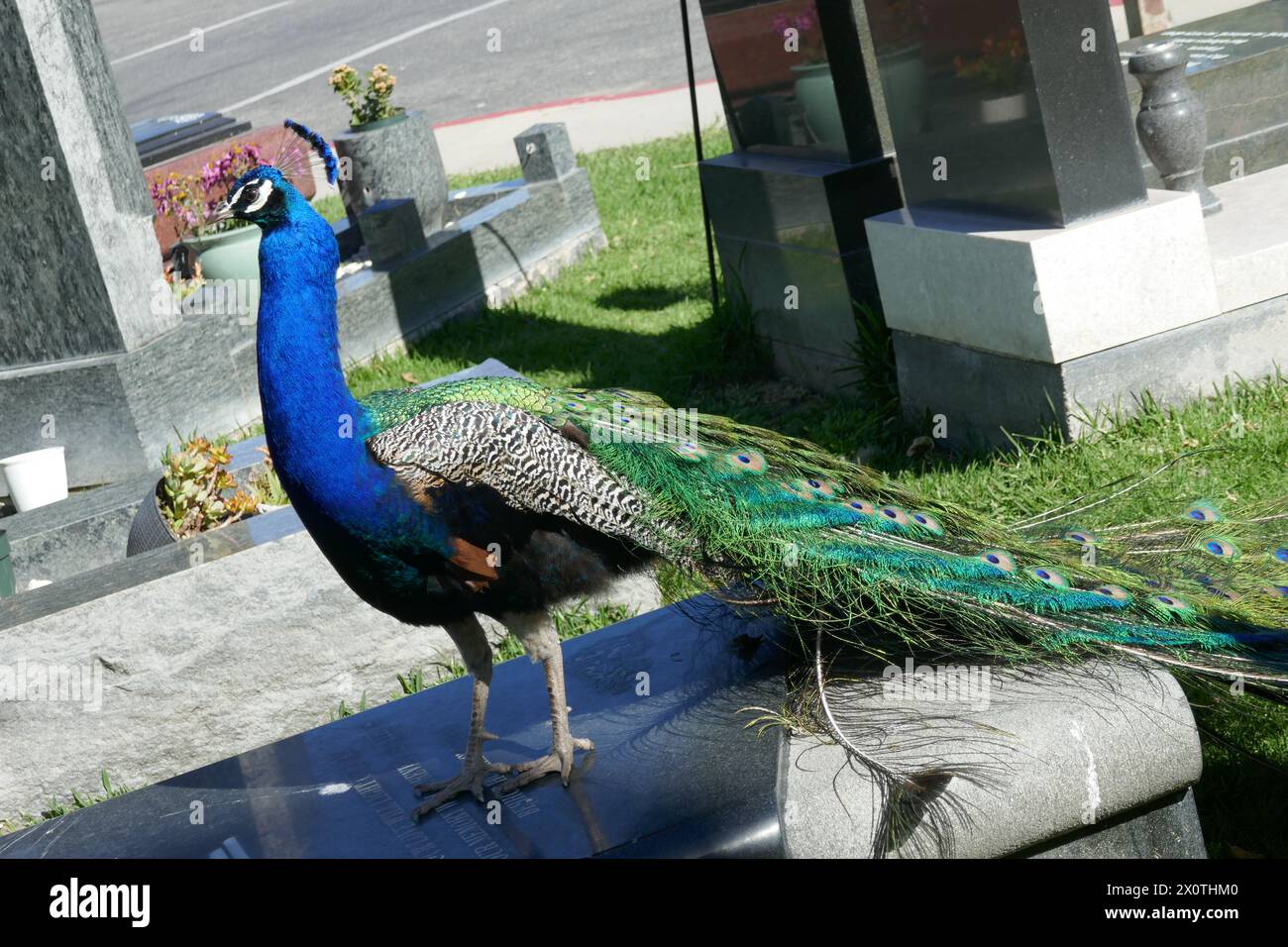 Hollywood, California, USA 9th April 2024 Peacock at Hollywood Forever ...