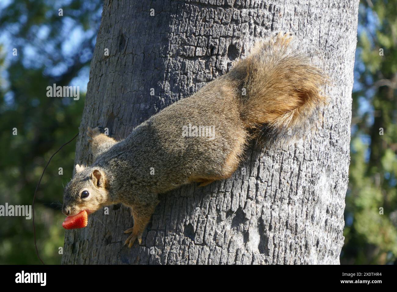 Hollywood, California, USA 9th April 2024 Squirrel on palm tree at ...