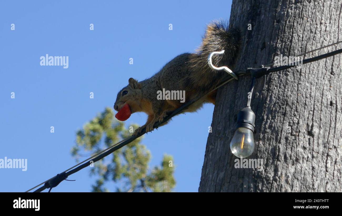 Hollywood, California, USA 9th April 2024 Squirrel on palm tree at ...